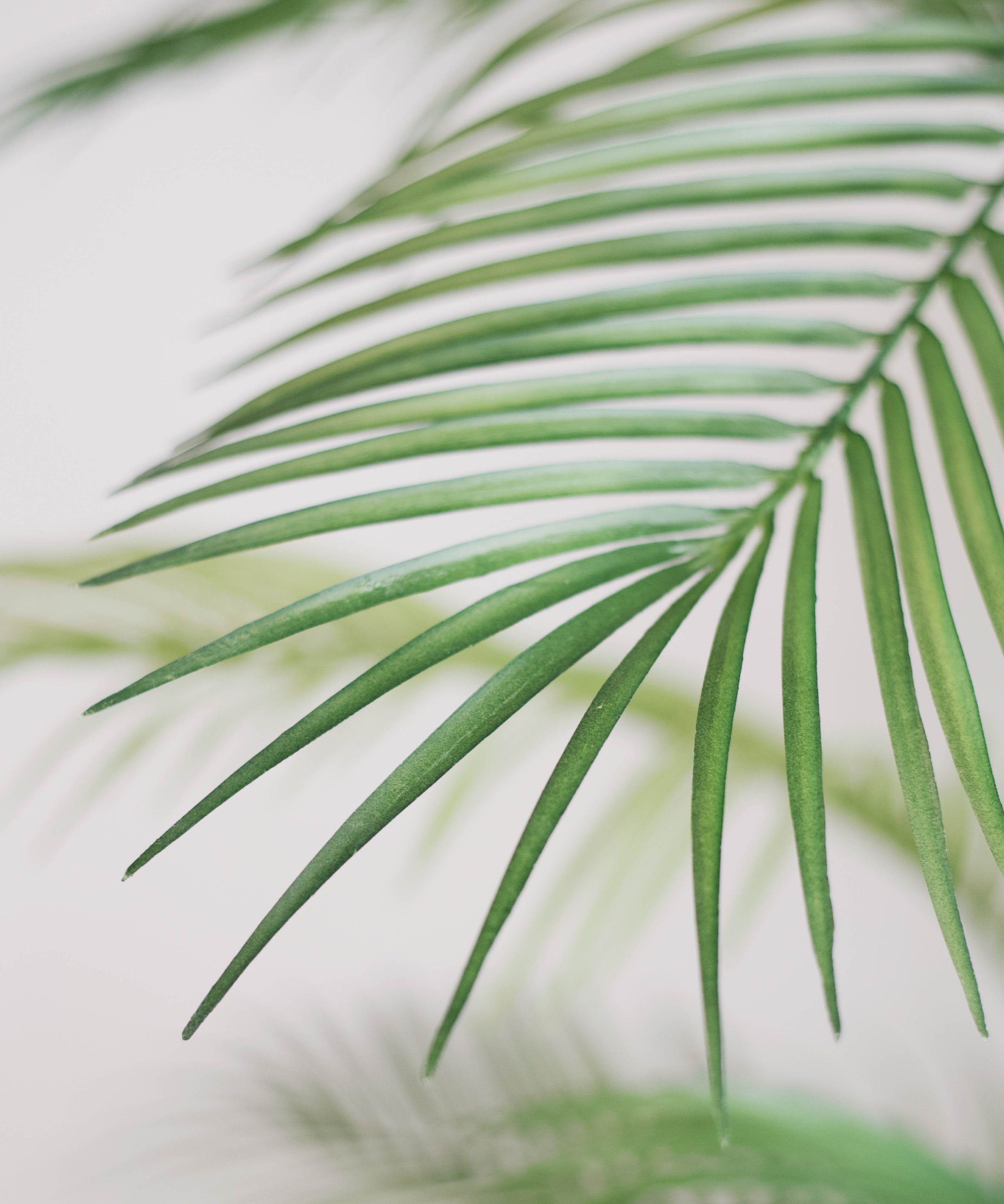 Palmera Artificial | Transforma tu Espacio | MAIA SHOP